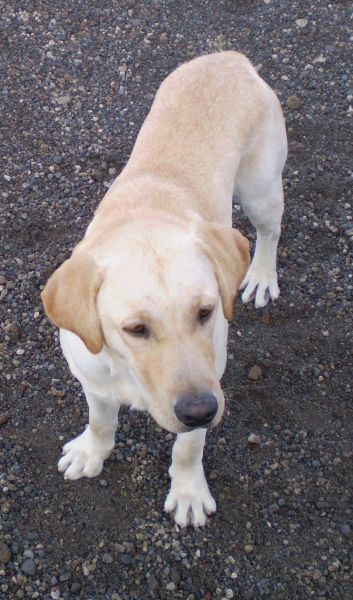 Dob in a dog with the new Dog Dobber App. – kieranblakewriter