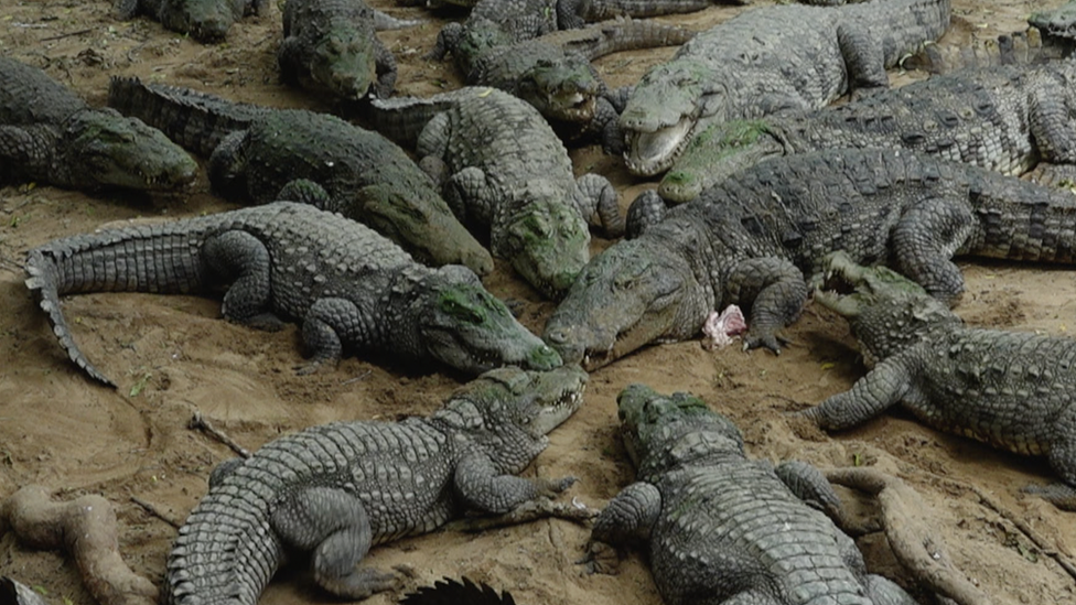 Clovelly’s Giant Crocs Need a New Enclosure – kieranblakewriter
